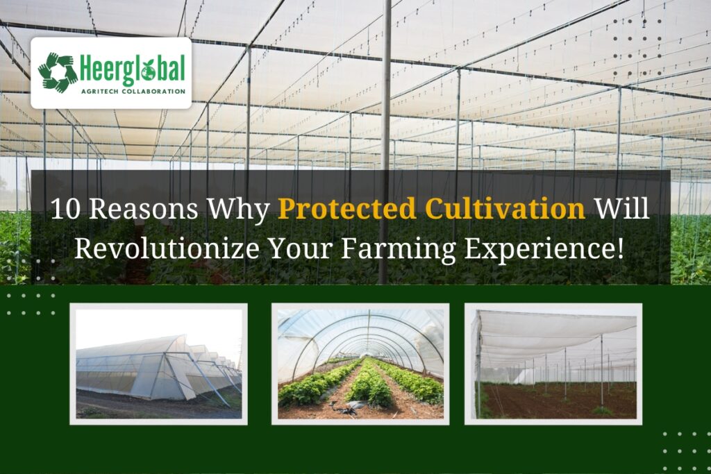 10 Reasons Why Protected Cultivation Revolutionize Farming Experience!